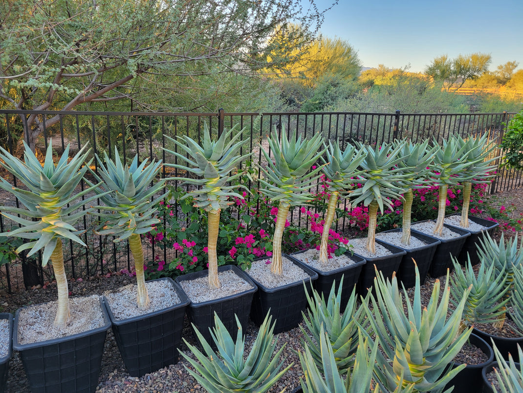 Sun Valley Aloes - We Sell Aloe Trees