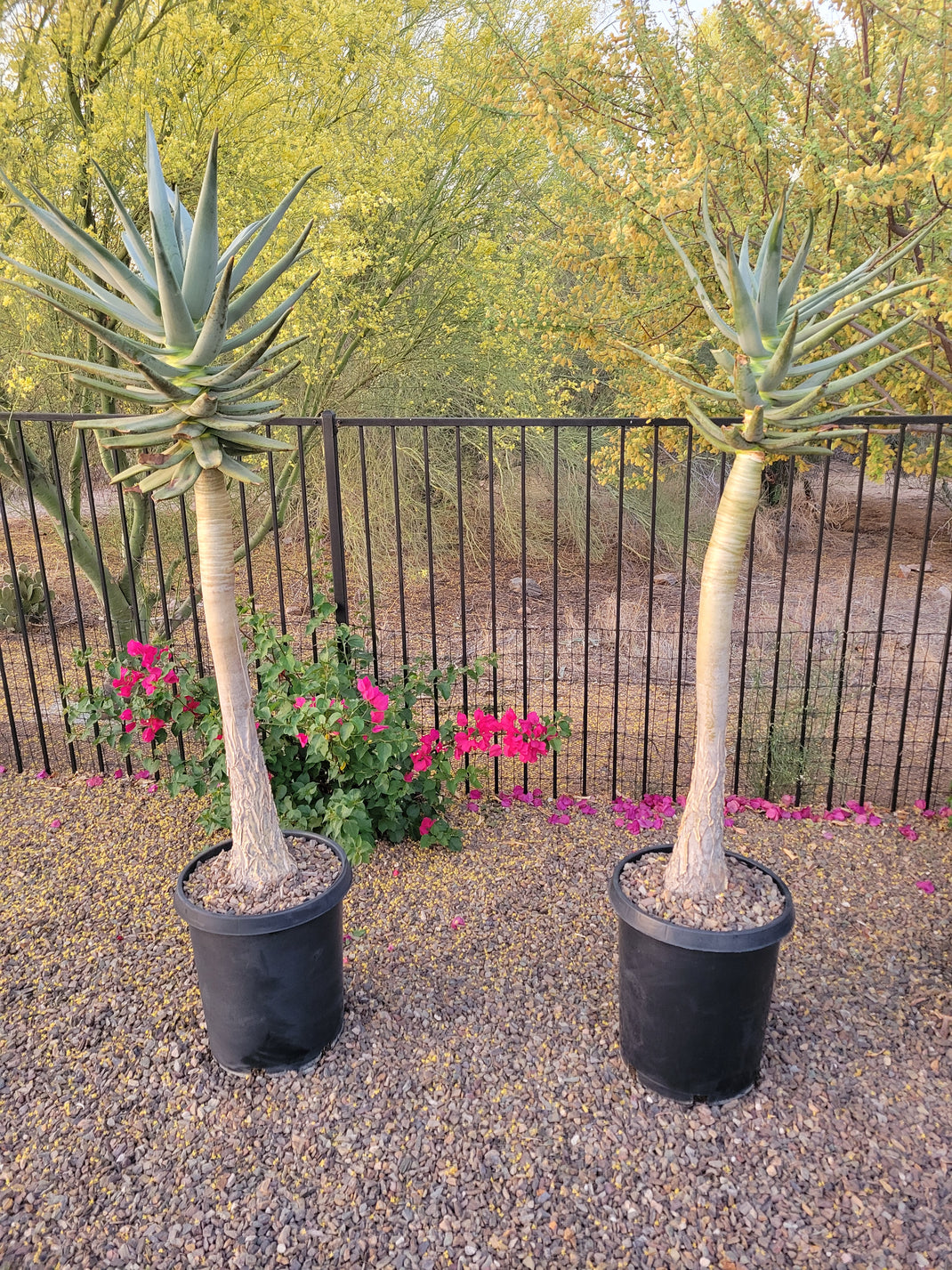 Sun Valley Aloes - We Sell Aloe Trees